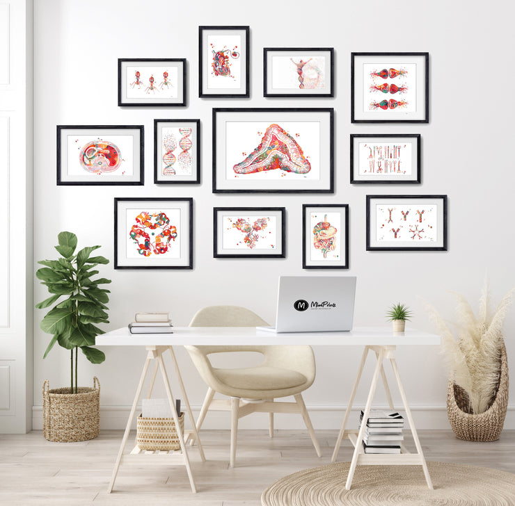 Adrenal Glands Anatomy Print – MimiPrints Anatomy Prints And Science Art