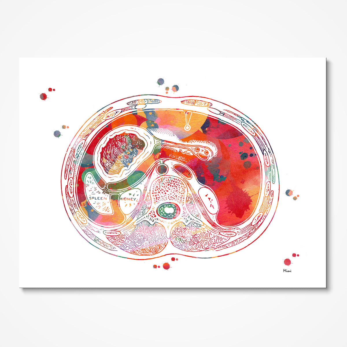 Human Abdomen Cross Section Watercolor Print | MimiPrints Anatomy Art ...