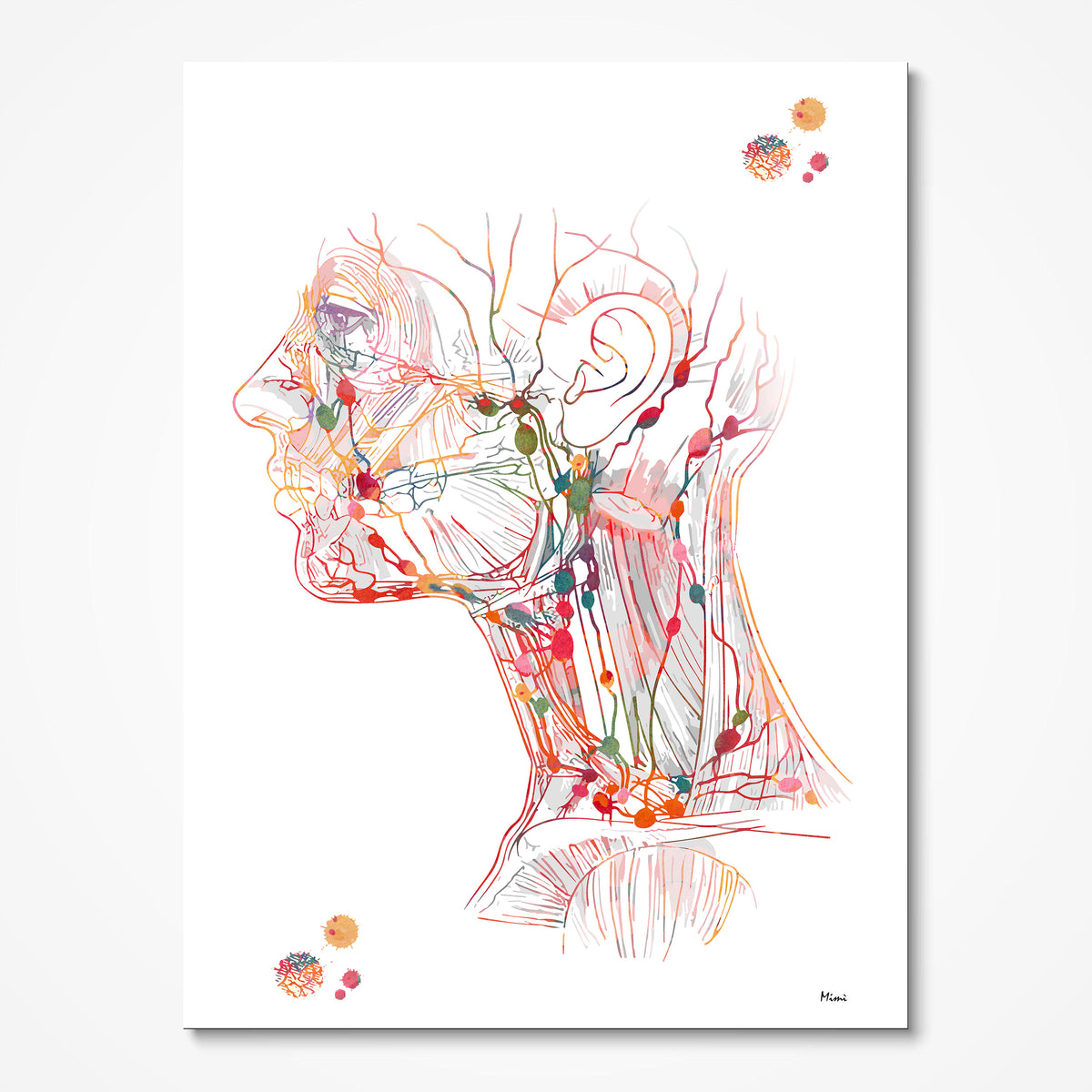 Head Lymph Nodes Anatomy Print – MimiPrints Anatomy Prints And Science Art