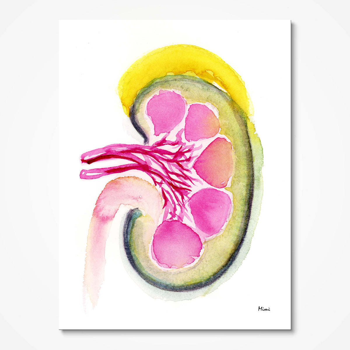 Human Kidney Section Watercolor Print Nephrology Clinic Decor ...