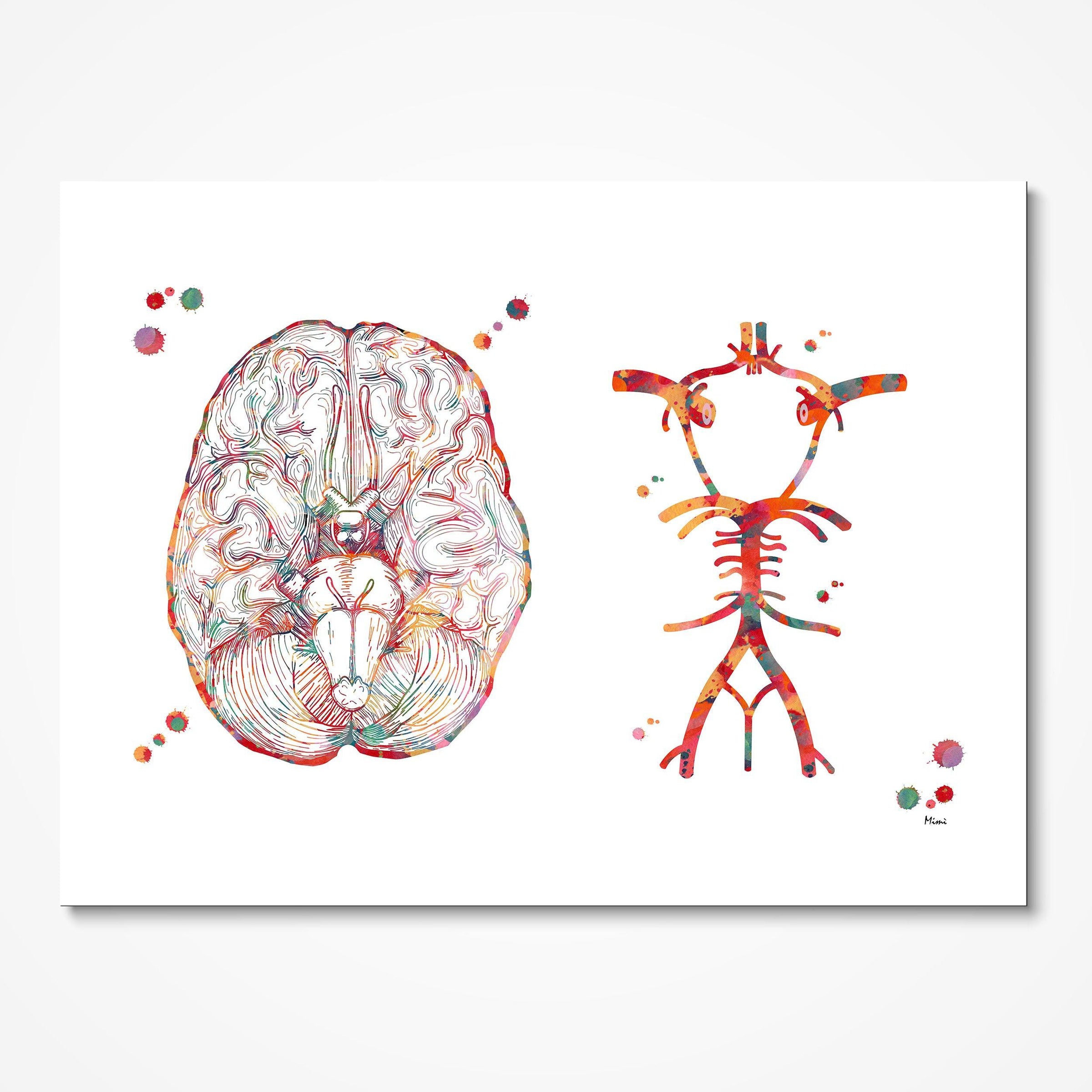 Circle Of Willis Antomy Print Brain Art Medical Art Clinic Wall Decor ...