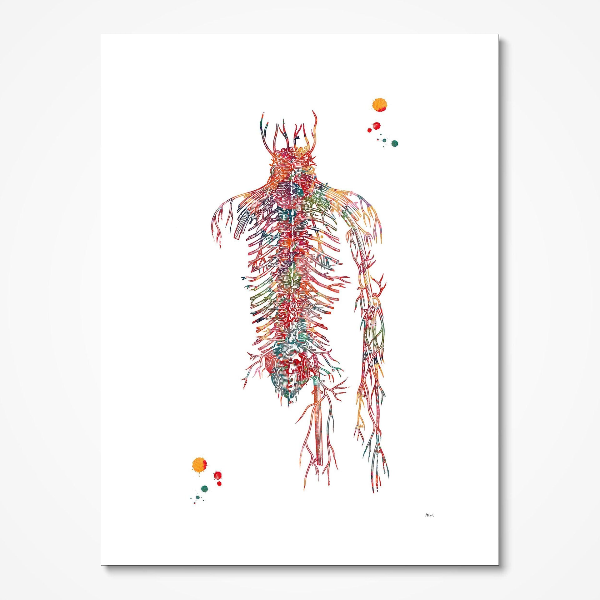 Circulatory System Anatomy Print Human Veins Medical Clinic Wall Decor ...