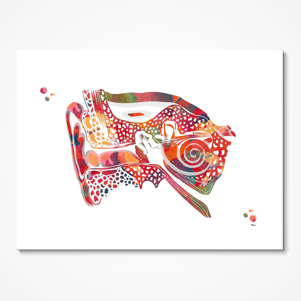 Ear Anatomy Print Cross Section Of The Human Ear – MimiPrints Anatomy ...