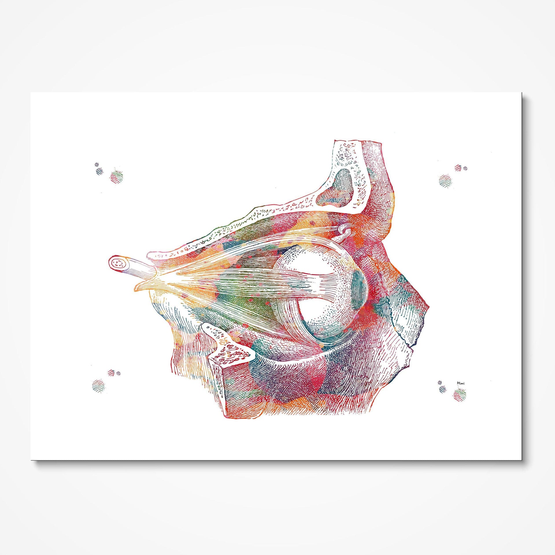 Human Eye Section Anatomy Print Ophthalmology Poster – MimiPrints ...