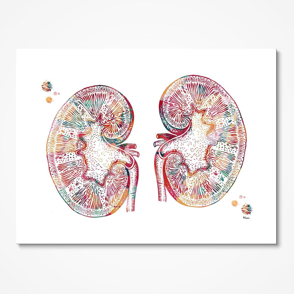 Human Kidneys Anatomy Art Print Medical Clinic Wall Decor – MimiPrints ...