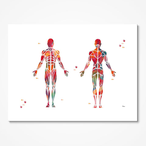 Human Muscle System Anatomy Art Print Medicine Clinic Wall Decor ...