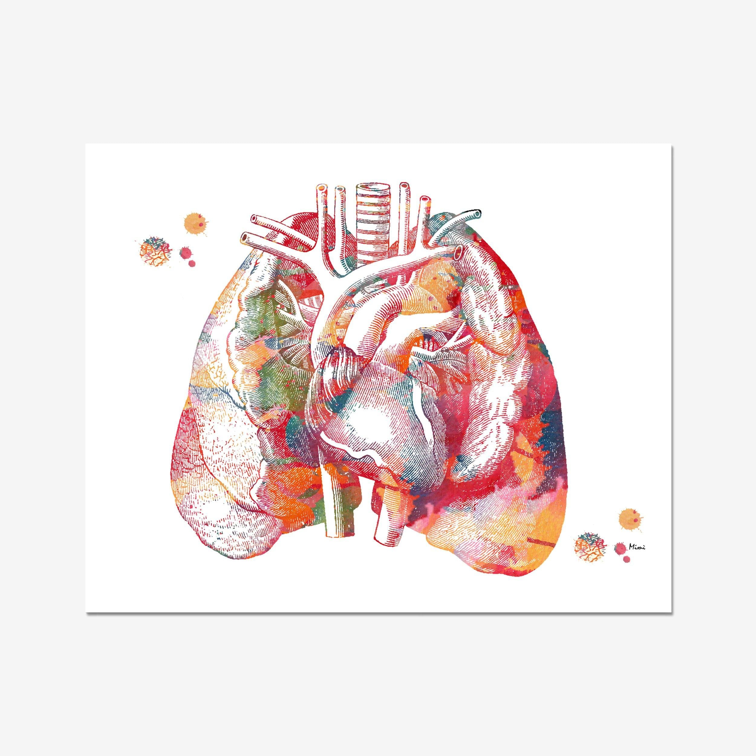 Human Heart Anatomy Art