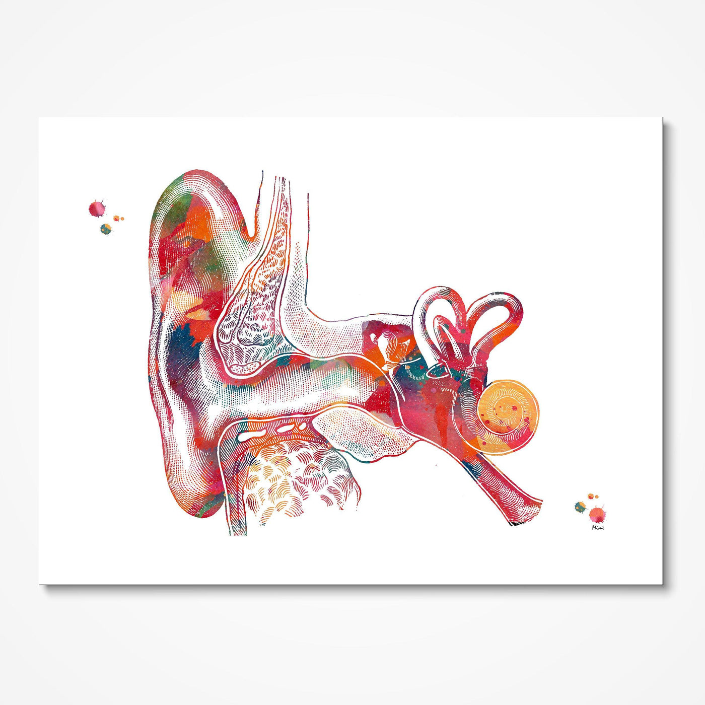 Outer Ear Anatomy Watercolor Print Audiology Poster – MimiPrints ...